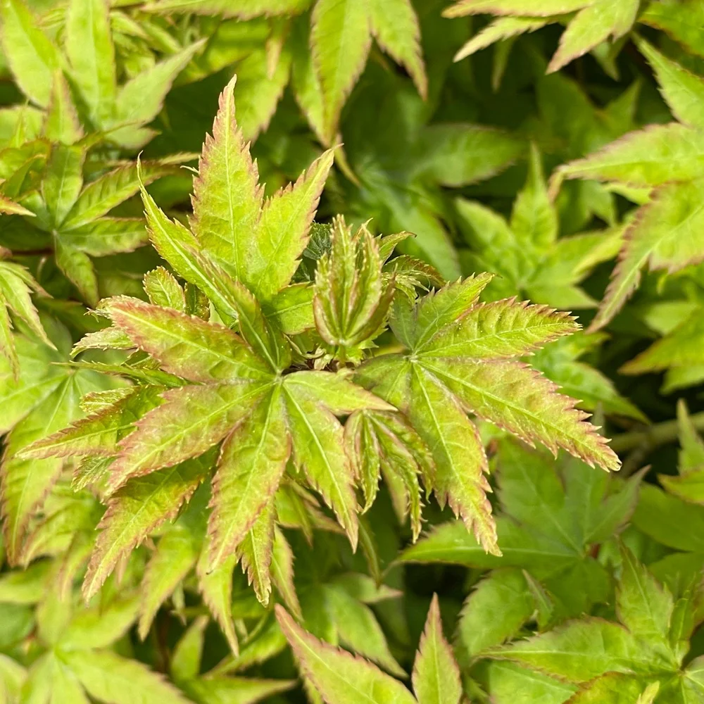 Japanese Maple Trees — Seattle's Favorite Garden Store Since 1924 ...