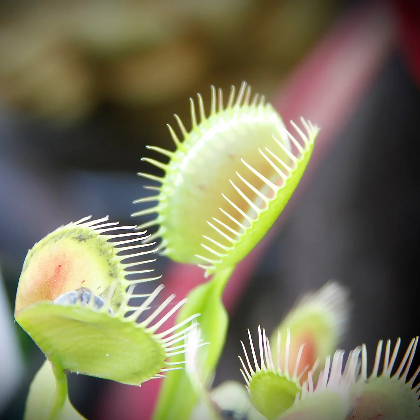Growing Carnivorous Plants as Houseplants — Seattle's Favorite Garden ...