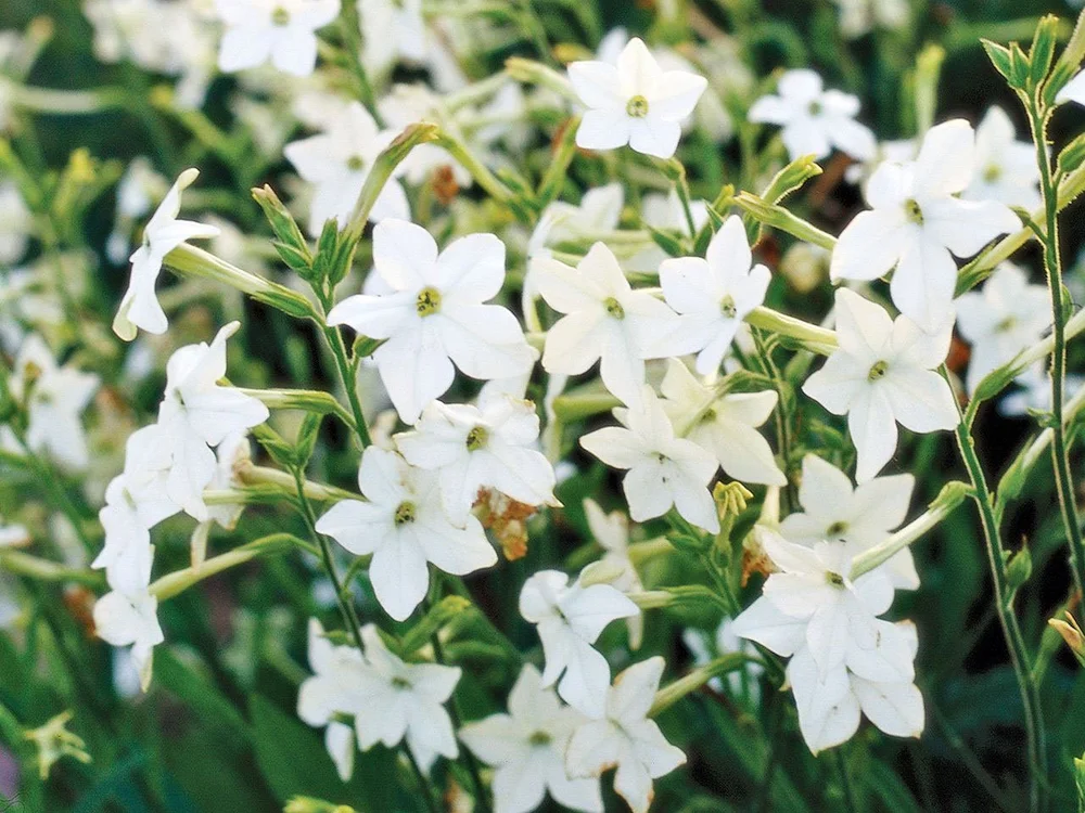 The Four-Season Fragrance Garden — Seattle's Favorite Garden Store ...
