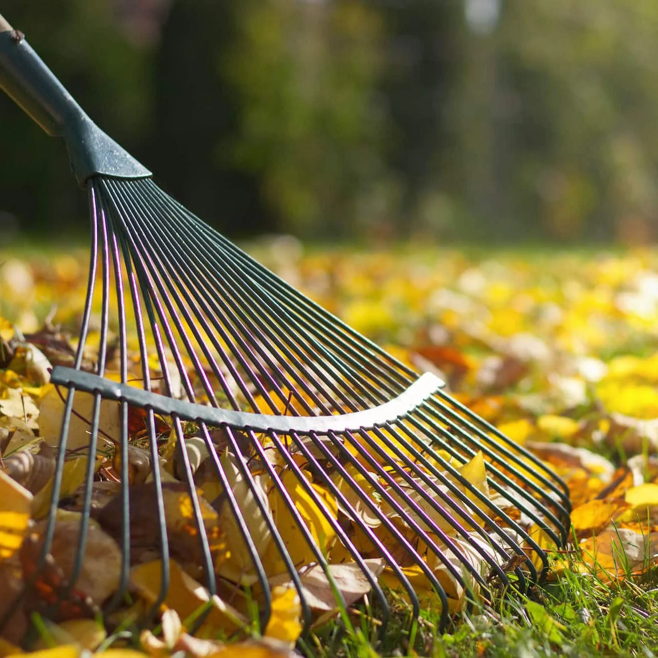 December Gardening Tips — Seattle's Favorite Garden Store Since 1924 ...
