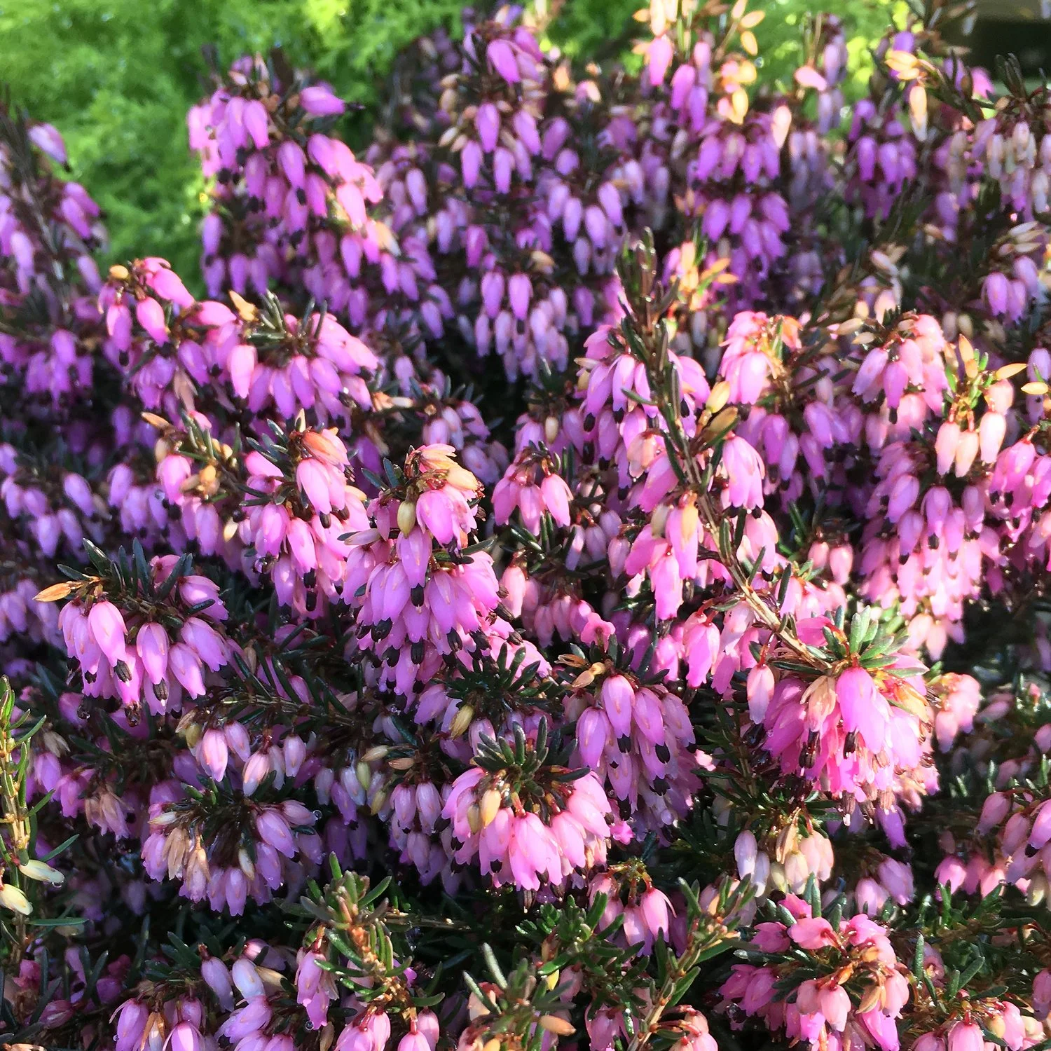 Our Favorite Early Spring Flowers — Seattle's Favorite Garden Store ...