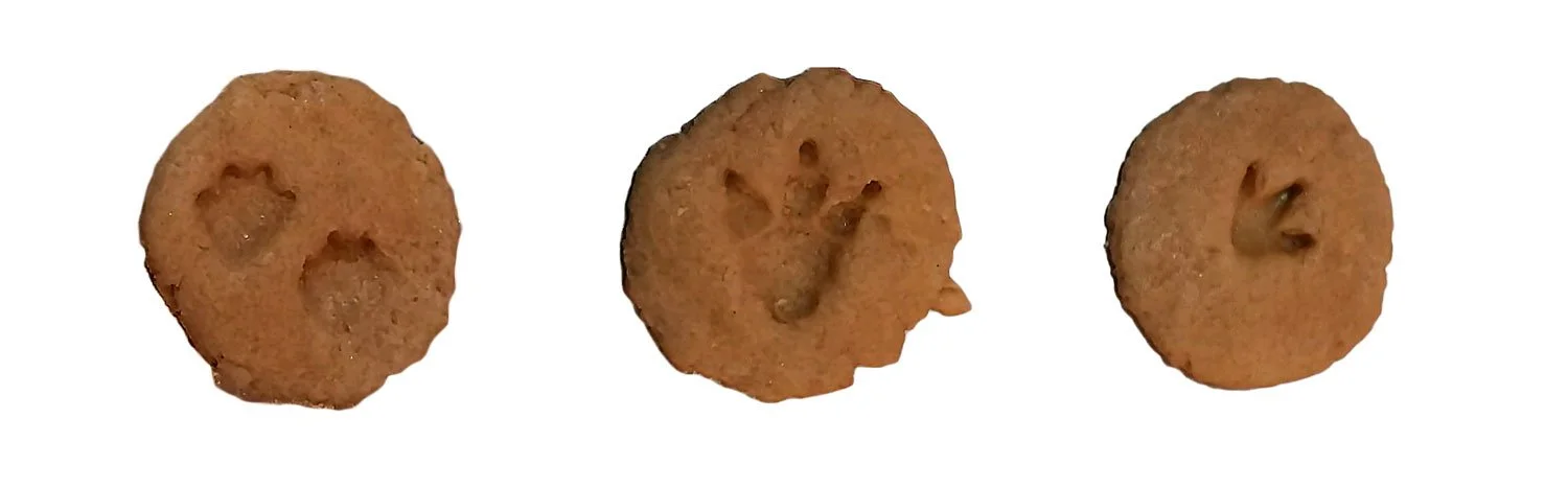 Dinosaur Fossil Cookie Recipe — Seattle's Favorite Garden Store Since ...