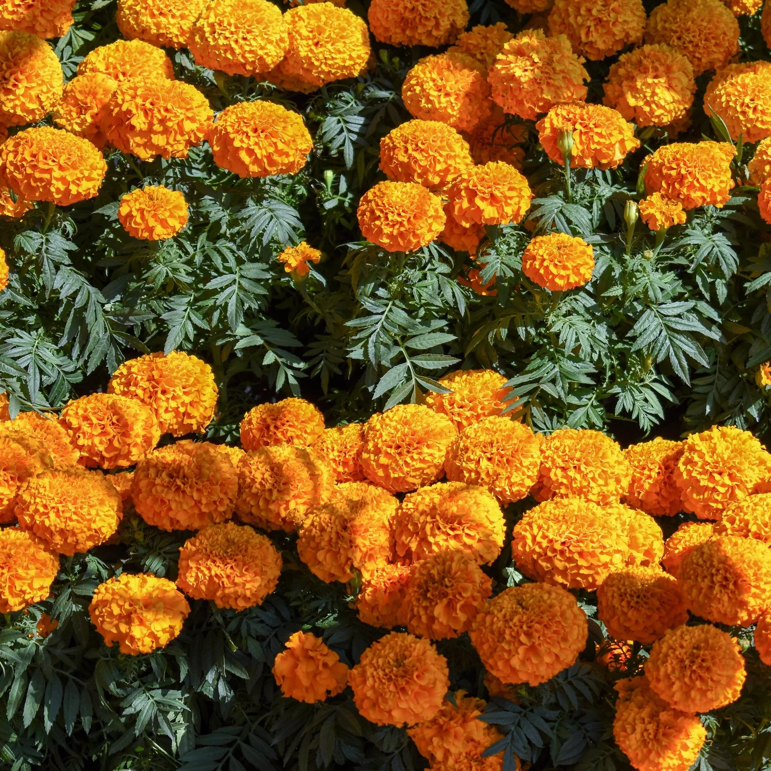 An Ethnobotanical Perspective on Marigolds — Seattle's Favorite Garden ...