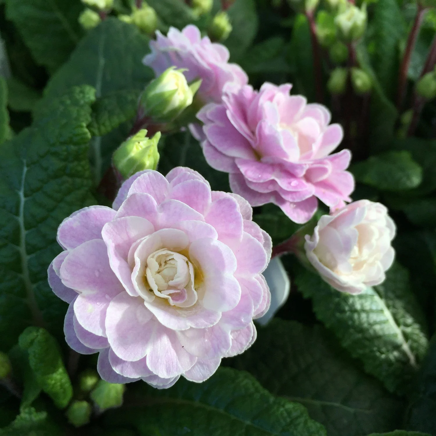 Flowers for Partial Shade — Seattle's Favorite Garden Store Since 1924 ...