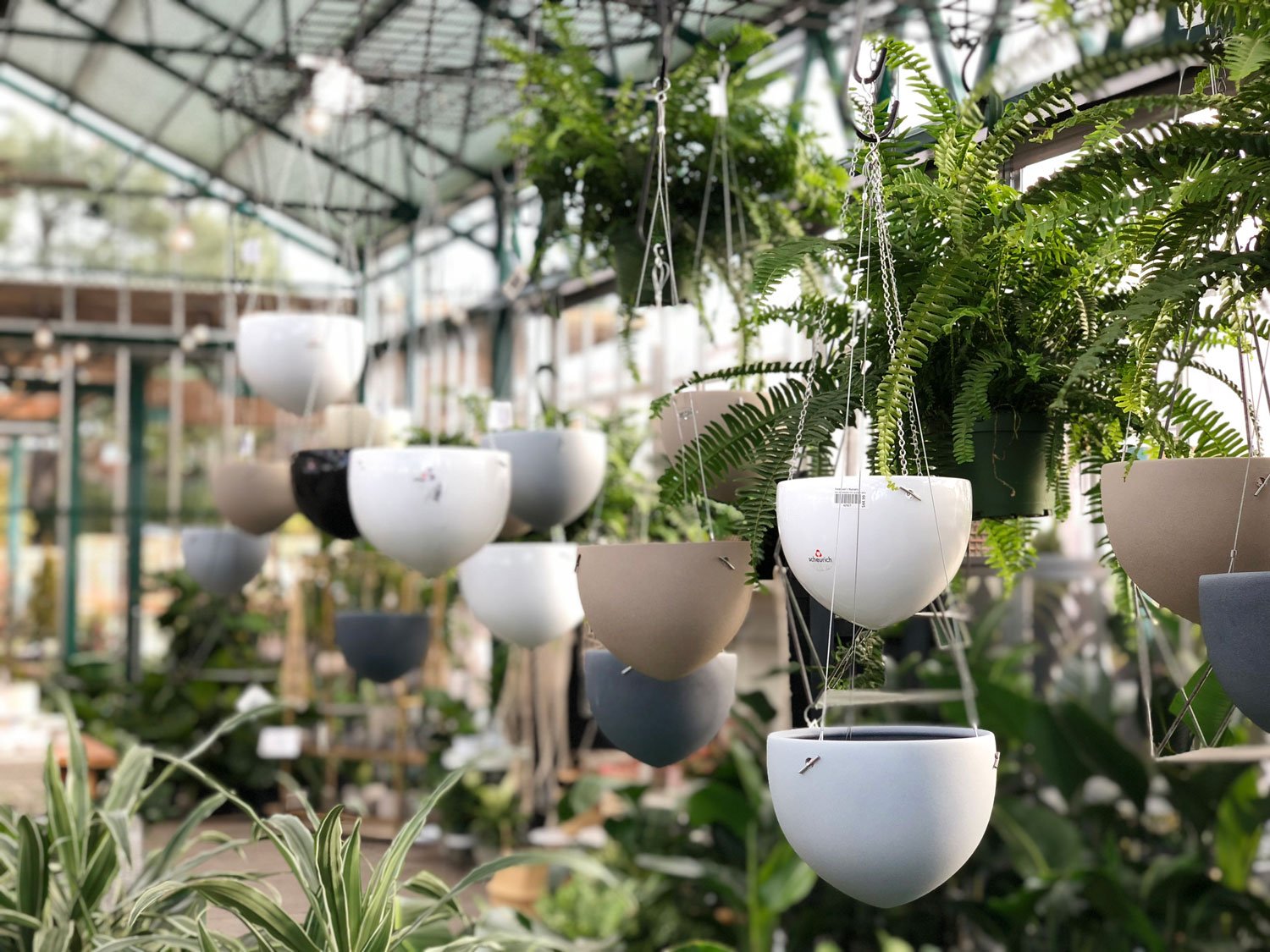 Indoor Plants — Seattle's Favorite Garden Store Since 1924 - Swansons ...