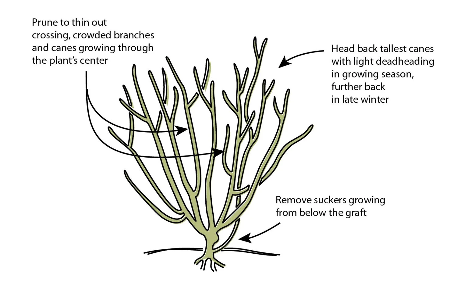 How to Prune Roses — Seattle's Favorite Garden Store Since 1924 ...