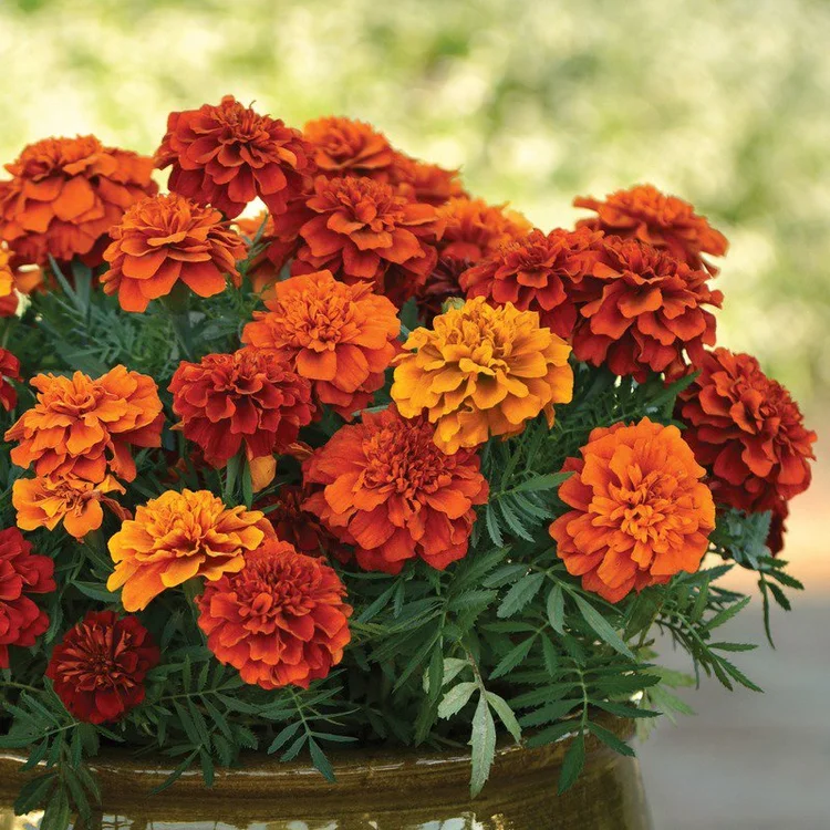 An Ethnobotanical Perspective on Marigolds — Seattle's Favorite Garden ...