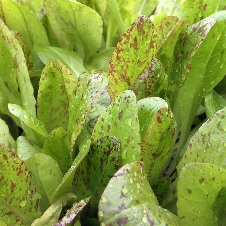 10 Veggies You Must Grow This Year — Seattle's Favorite Garden Store ...
