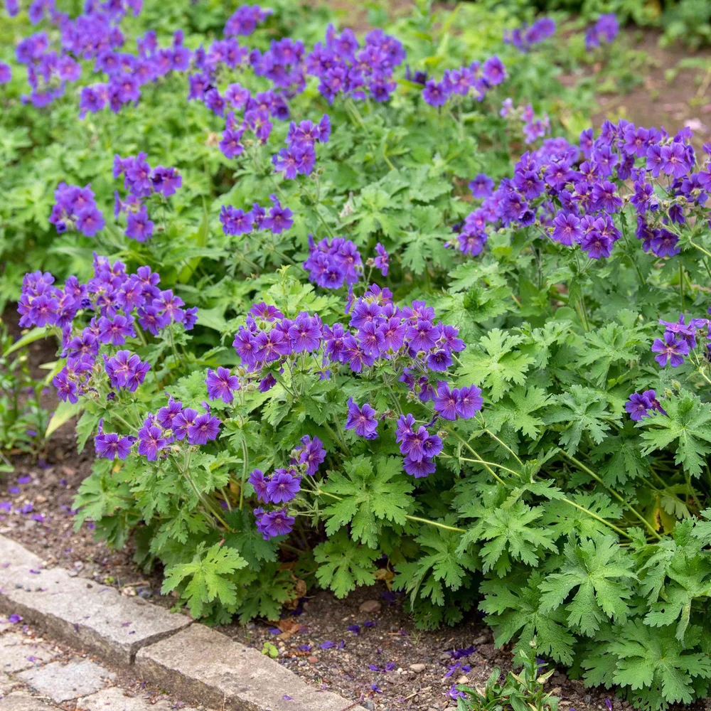 Flowers for Partial Shade — Seattle's Favorite Garden Store Since 1924 ...