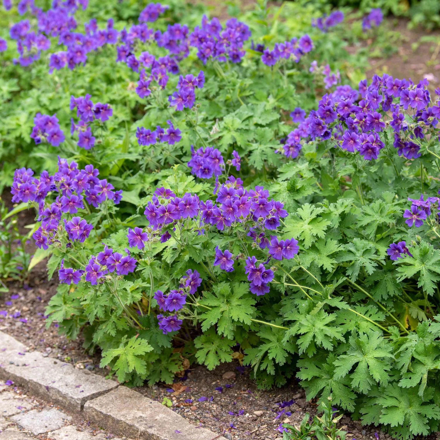 Flowers for Partial Shade — Seattle's Favorite Garden Store Since 1924 ...