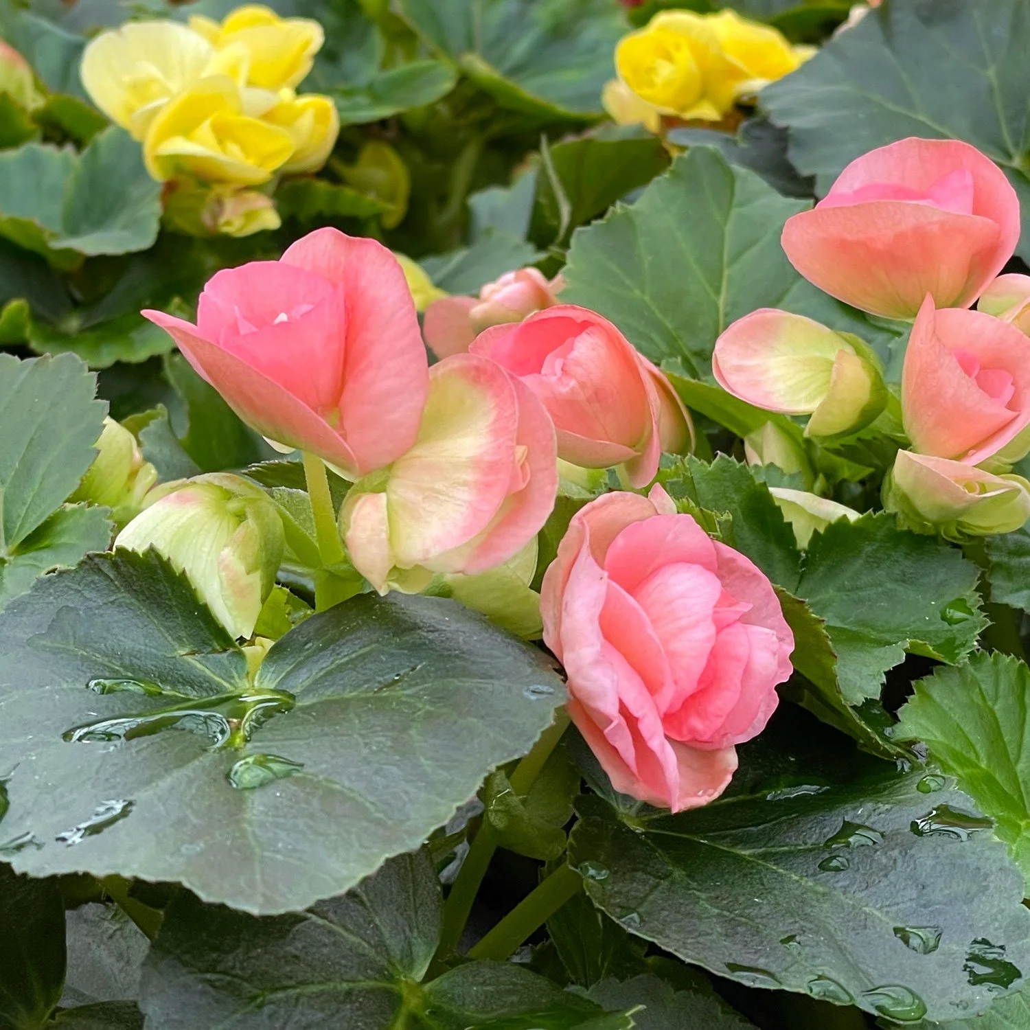 Flowers for Partial Shade — Seattle's Favorite Garden Store Since 1924 ...