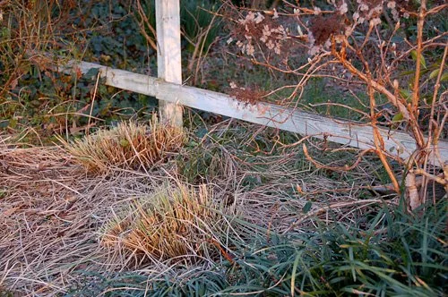 Winter Pruning Tips — Seattle's Favorite Garden Store Since 1924 ...