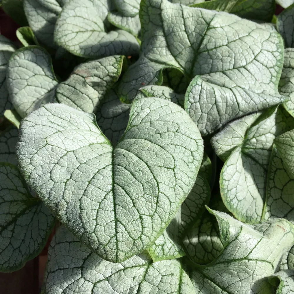 Flowers for Shade Gardens — Seattle's Favorite Garden Store Since 1924 ...