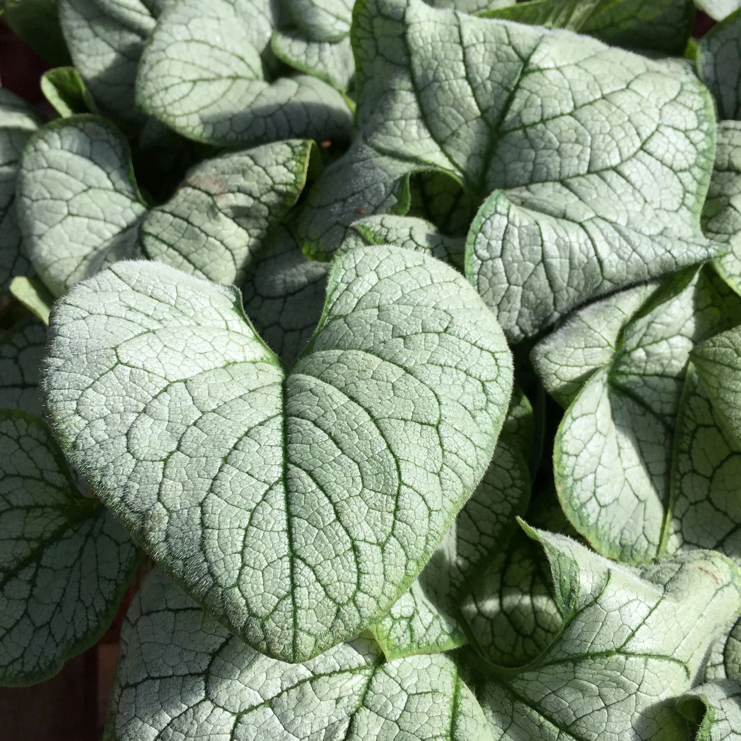 Flowers for Shade Gardens — Seattle's Favorite Garden Store Since 1924 ...
