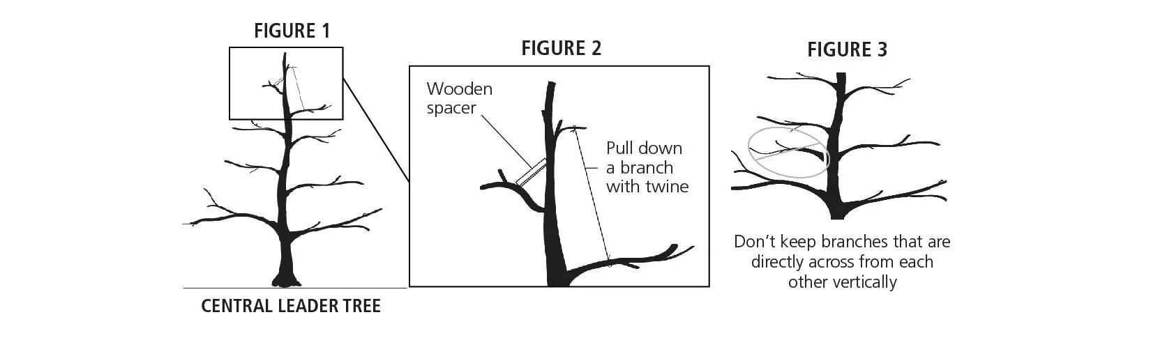 apple tree care — Seattle's Favorite Garden Store Since 1924 - Swansons ...