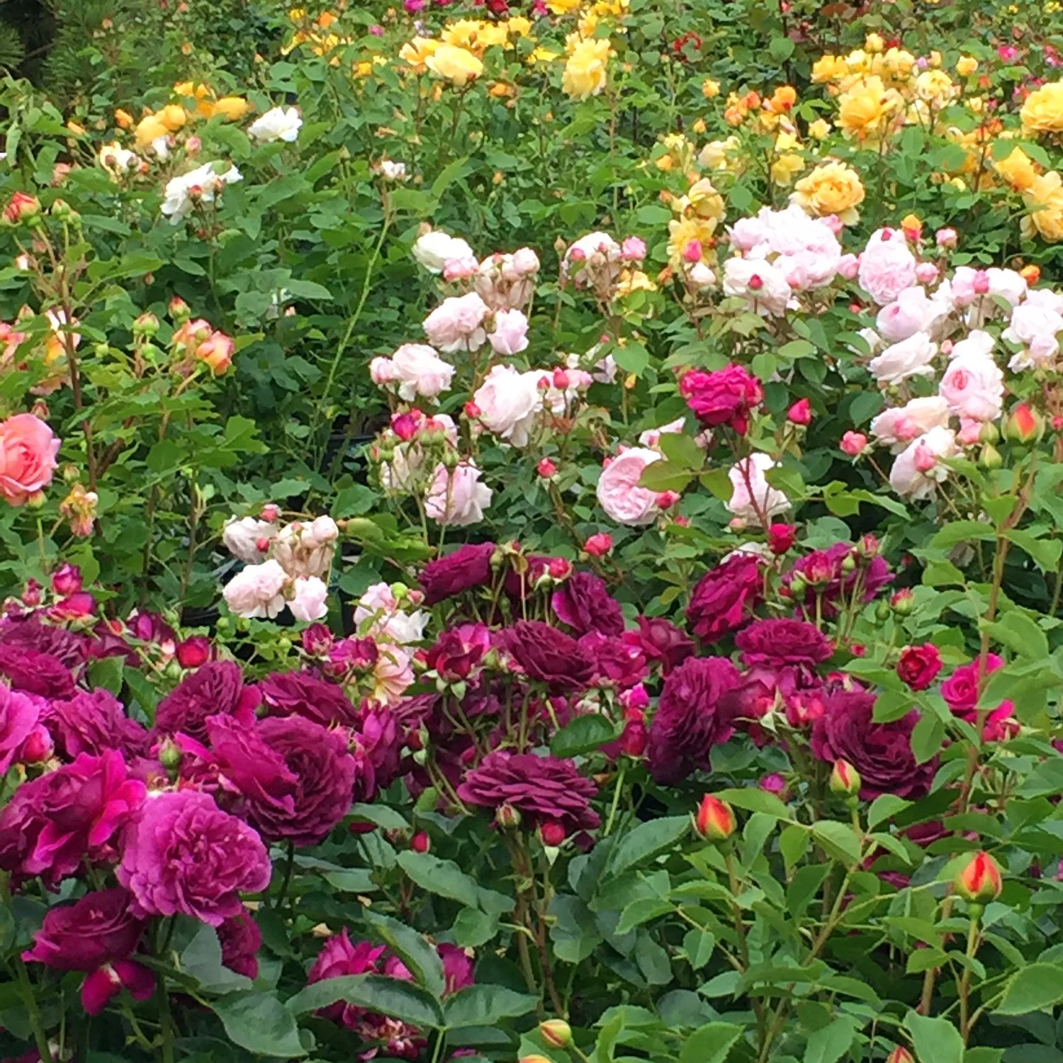 How to Grow Roses in the Pacific Northwest — Seattle's Favorite Garden ...