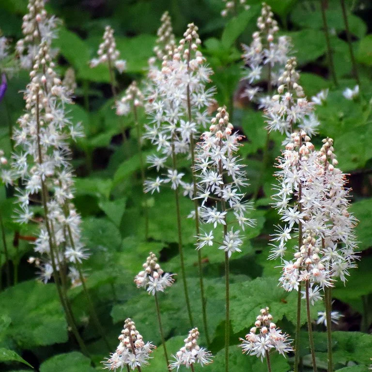 Flowers for Shade Gardens — Seattle's Favorite Garden Store Since 1924 ...