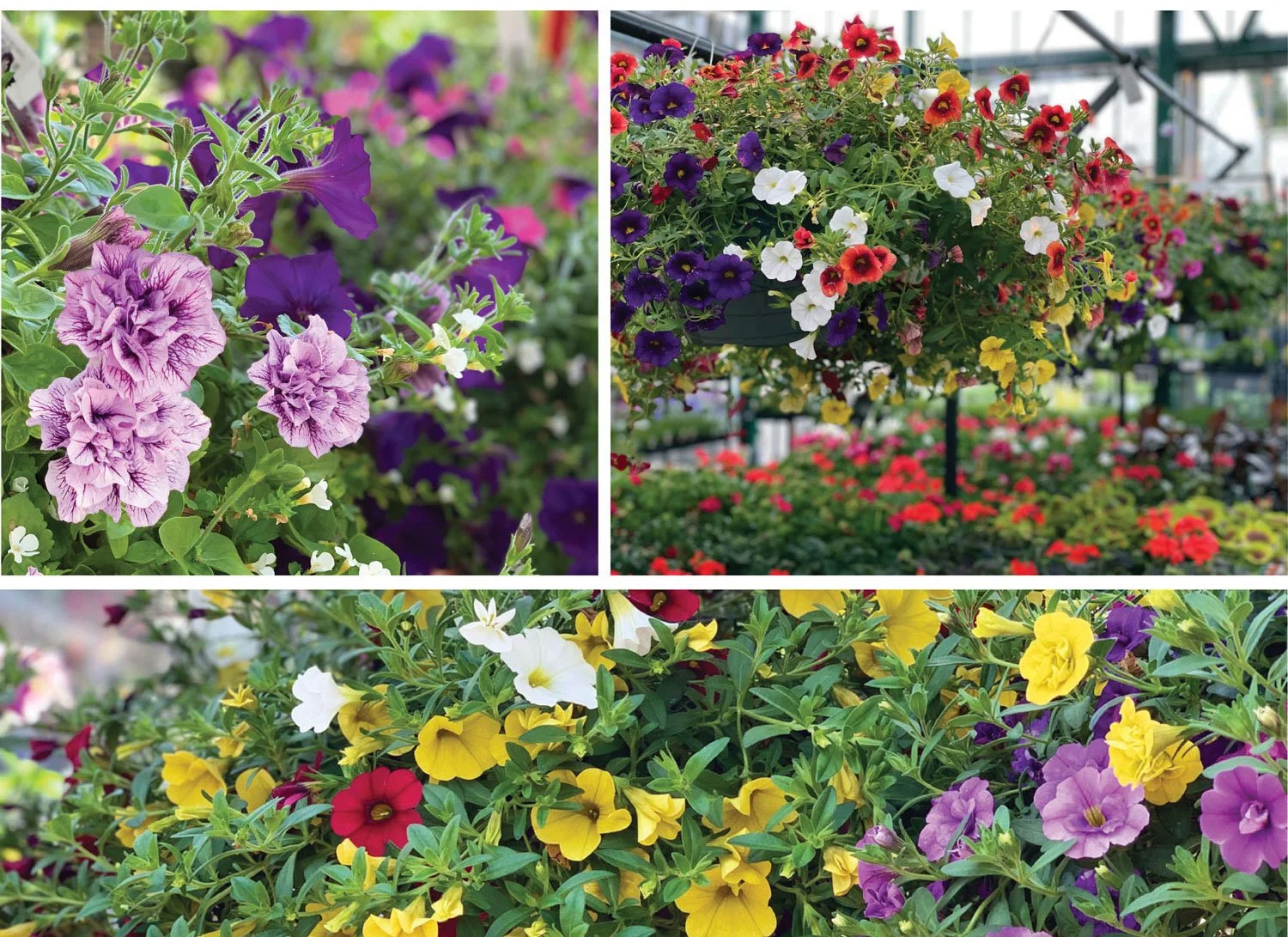 100 Years and Growing — Seattle's Favorite Garden Store Since 1924 ...