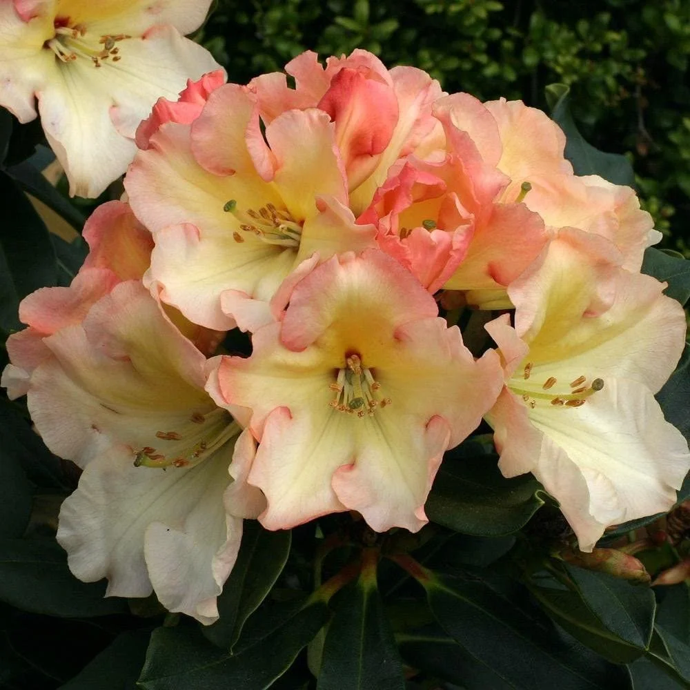 Flowers for Partial Shade — Seattle's Favorite Garden Store Since 1924 ...