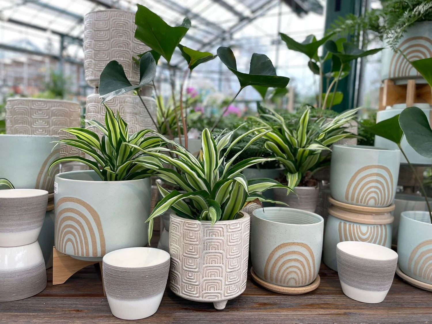 Indoor Plants — Seattle's Favorite Garden Store Since 1924 - Swansons ...