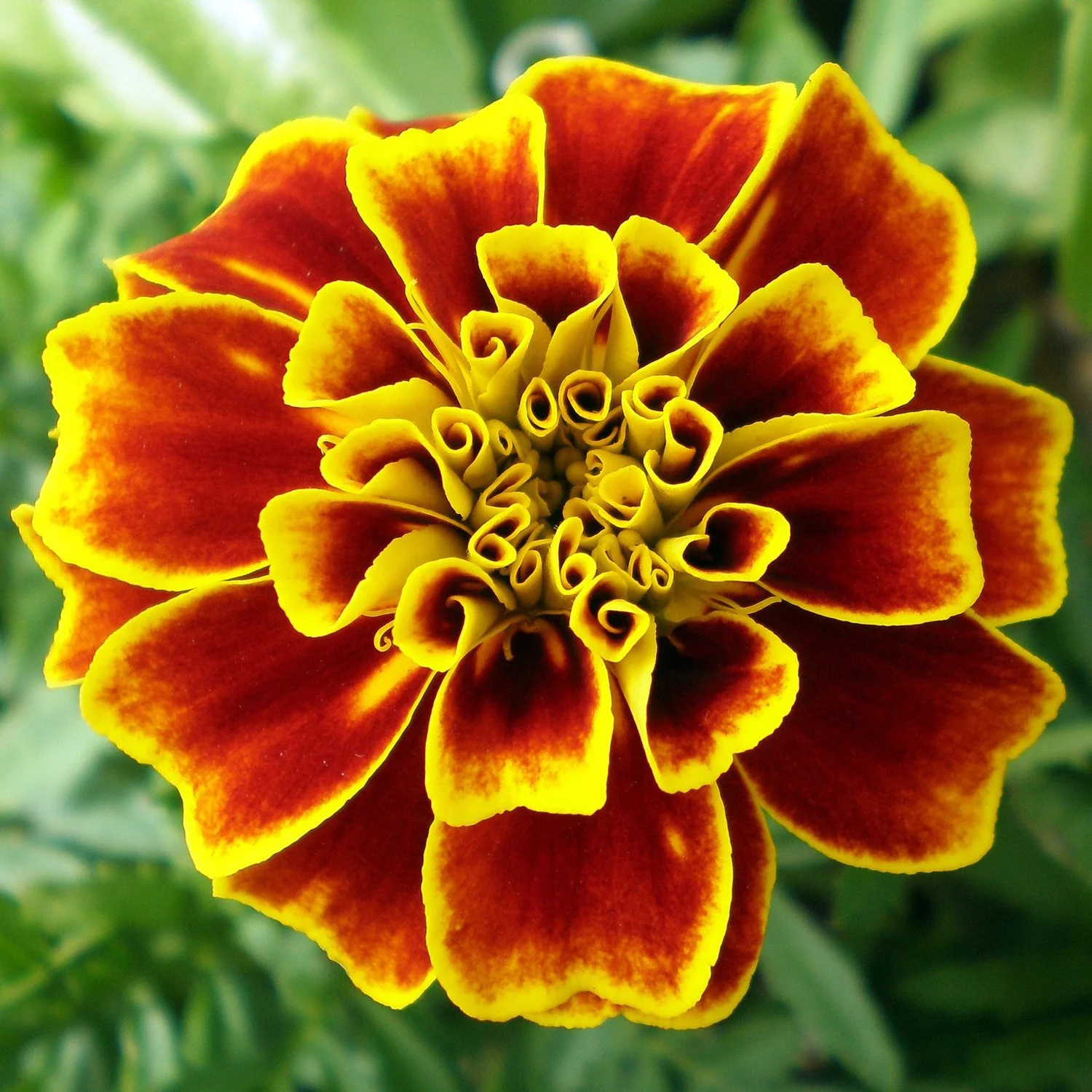 An Ethnobotanical Perspective on Marigolds — Seattle's Favorite Garden ...