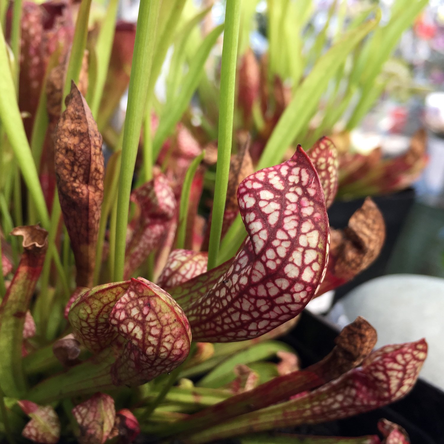 Growing Carnivorous Plants as Houseplants — Seattle's Favorite Garden ...