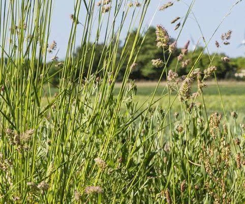 Orchard Grass Identification
