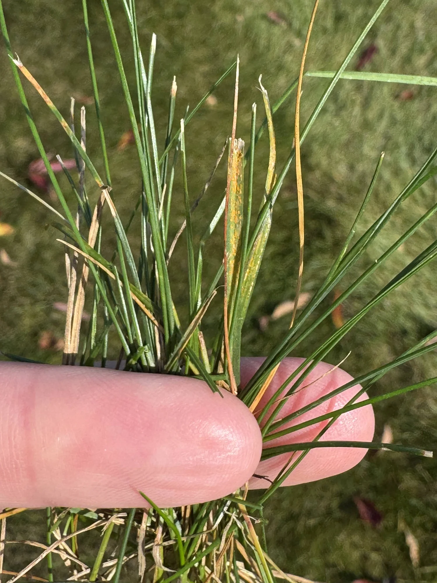 What is that lawn rust on my grass? — Green Meadow Lawncare, LLC