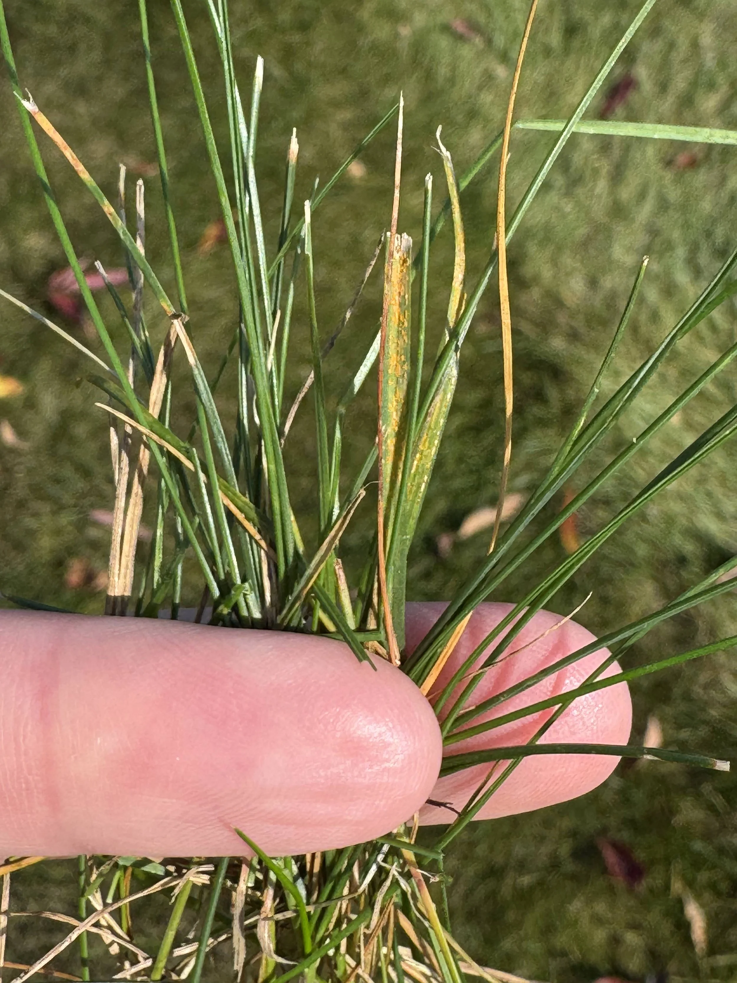 What is that lawn rust on my grass? — Green Meadow Lawncare, LLC