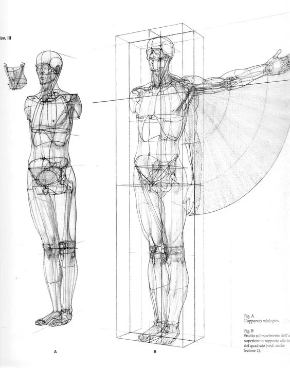 Character Anatomy