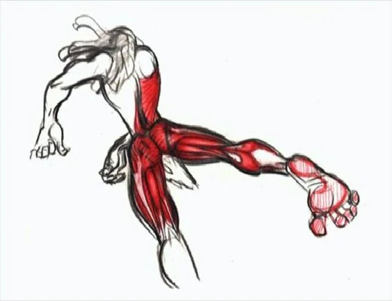 Character Anatomy