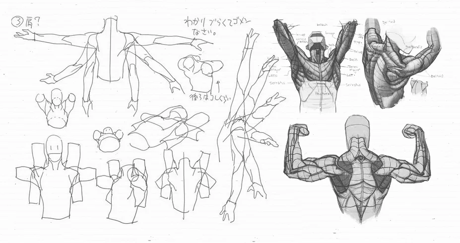 Character Anatomy | Shoulders
