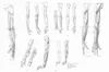 Character Anatomy | Arms