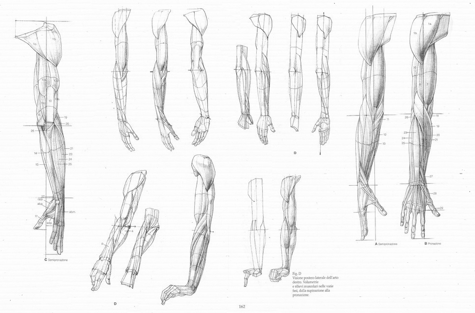 Character Anatomy | Arms