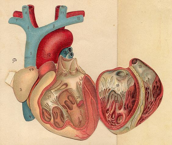 Character Anatomy | Organs