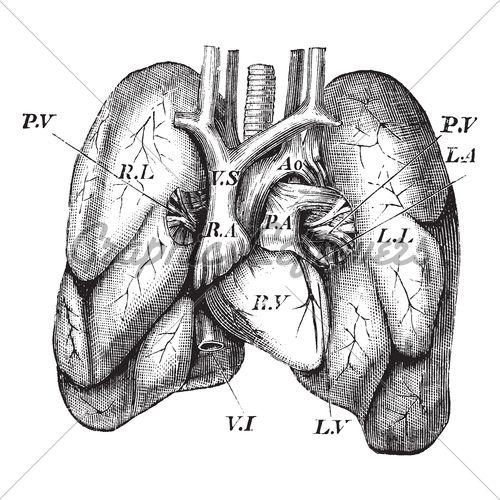 Character Anatomy | Organs