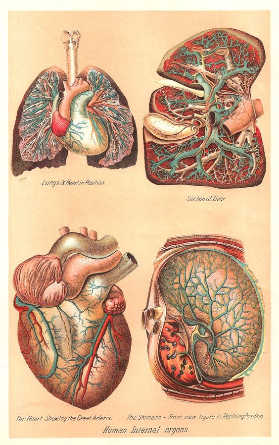 Character Anatomy | Organs