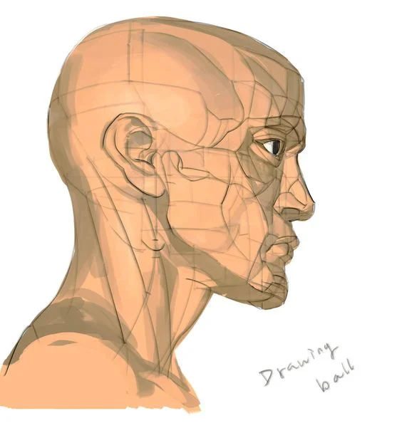 How To Draw Head Anatomy