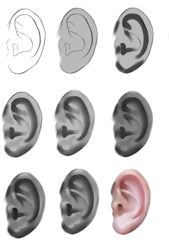 Character Anatomy | Ears