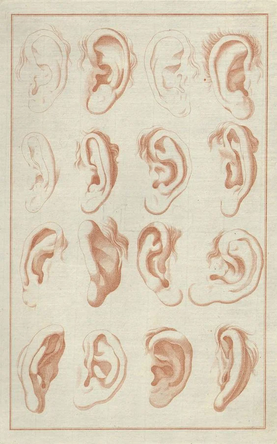 Character Anatomy | Ears