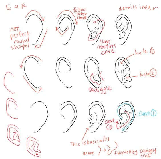 Character Anatomy | Ears