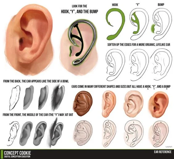 Character Anatomy | Ears