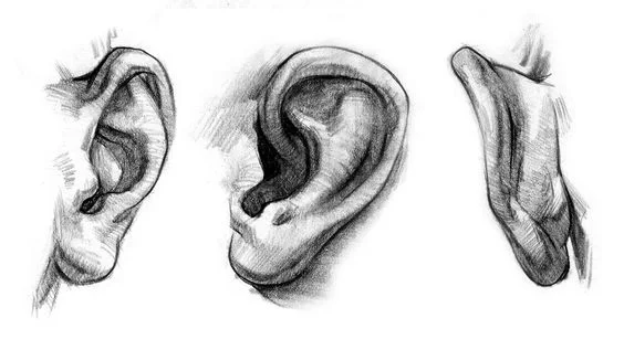 Character Anatomy | Ears
