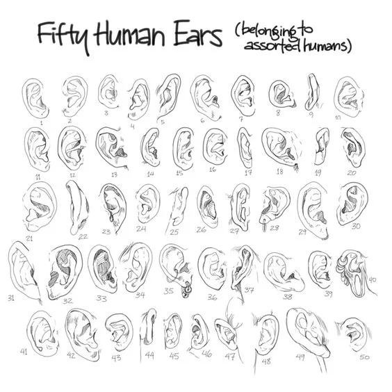 Character Anatomy | Ears