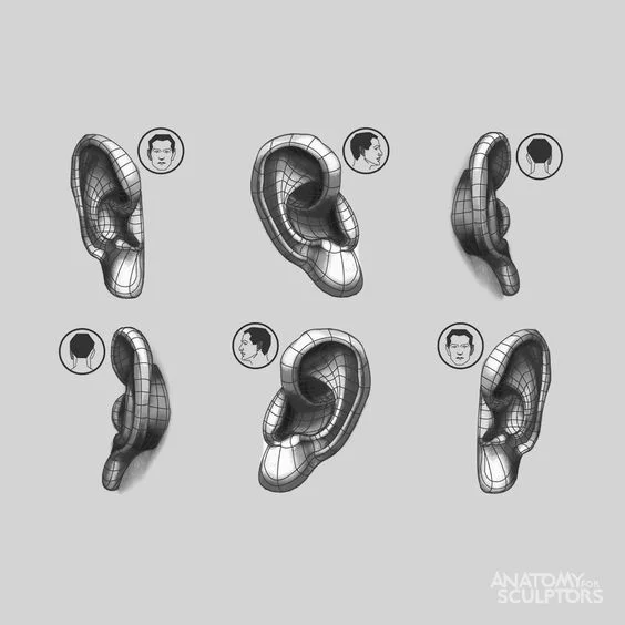 Character Anatomy | Ears