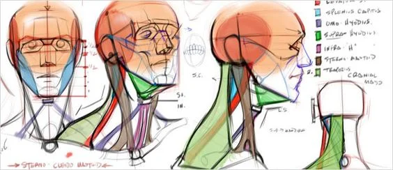 Character Anatomy | Neck