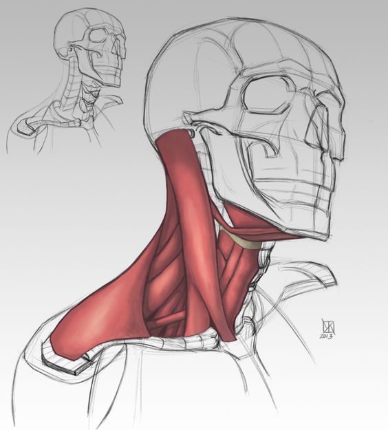 Neck Anatomy Sketch