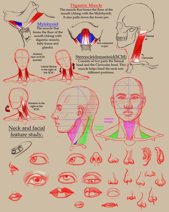 Neck Anatomy Sketch