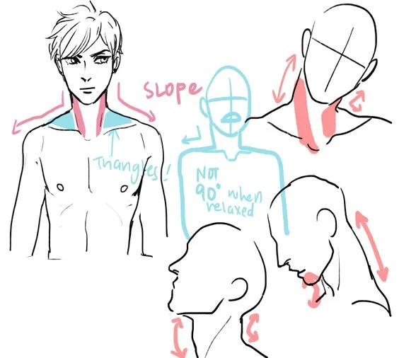 Character Anatomy | Neck