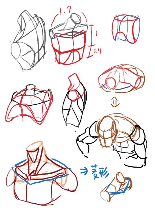 Character Anatomy | Neck